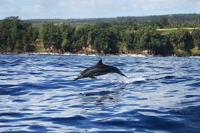 Royal Humpback Whale Exploration - The Value for Money