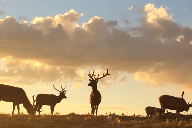 Rutting Around Elk Viewing Tour - FAQ