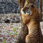 Safari in Pench National Park - What Makes This Tour Stand Out
