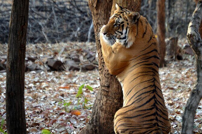 Safari in Pench National Park - What Makes This Tour Stand Out