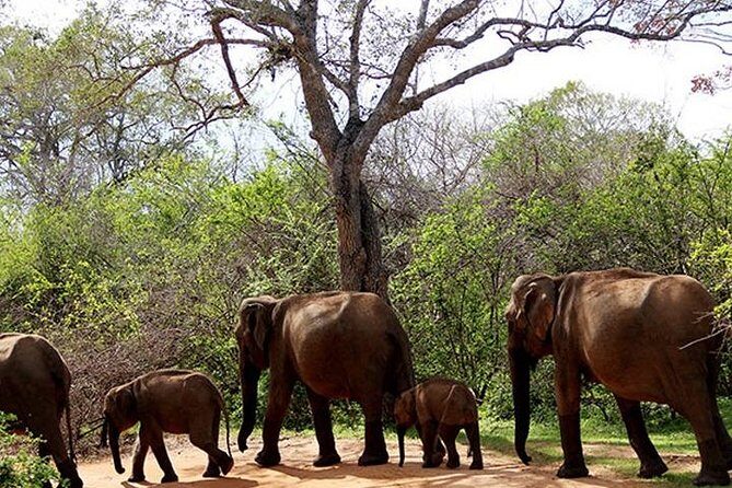 Safari Tour Yala National Park - 2 nights 3 days - The Value of This Tour