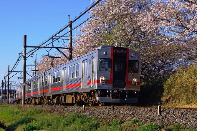 Sakura Magic and Nabana No Sato Day Tour From Osaka - The Practical Side: What You Need to Know
