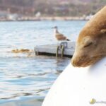 San Diego Half-Day Marine Wildlife Tour with Lunch - Frequently Asked Questions