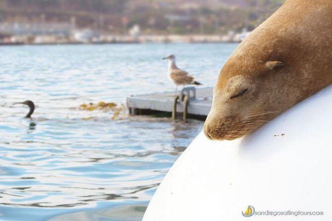 San Diego Half-Day Marine Wildlife Tour with Lunch - Frequently Asked Questions