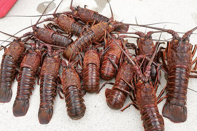 San Diego Lobster Hoop Netting Charter up to 6 People - The Sum Up