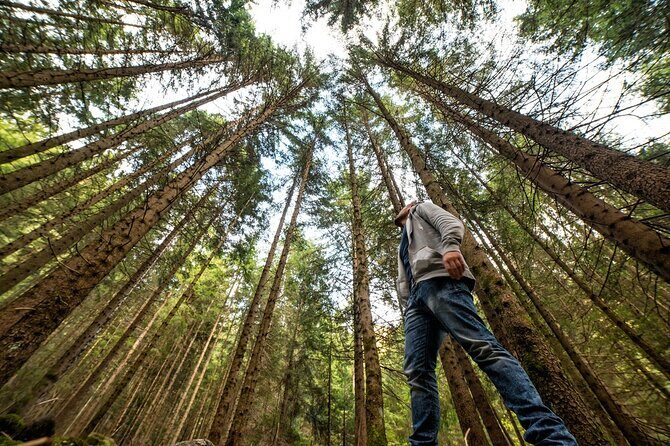 San Francisco: Full Day Coastal Redwoods & Wine Country Tour - A Full Breakdown of the Experience