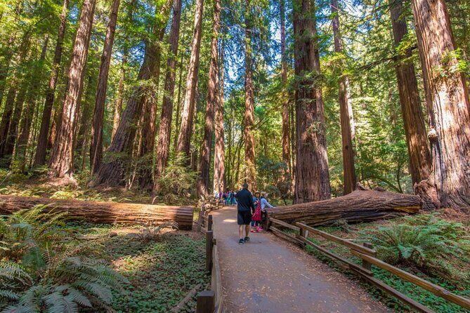 San Francisco, Muir Woods, Sausalito, Optional Alcatraz Tour - Practical Aspects and Value