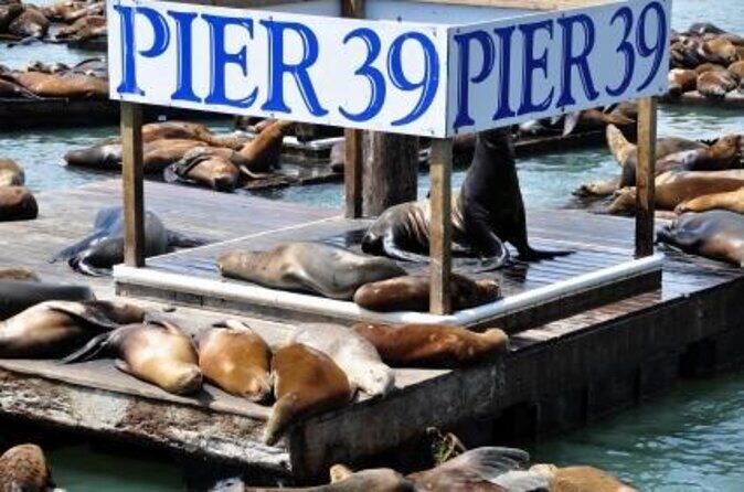 San Francisco Pier 39 Puzzling Adventure - The Verdict: Who Is This Best For?