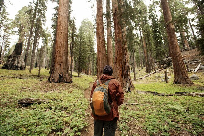 San Francisco to Los Angeles: California Parks Highlights Tour - The Sum Up