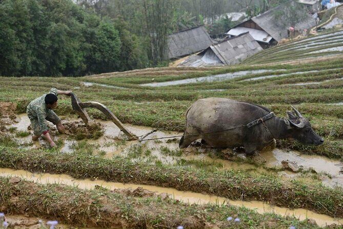 Sapa Trekking 2 Days 1 Night Transfer By Sleeper Bus - Who Should Consider This Tour?
