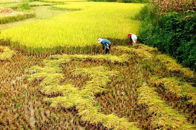 Sapa Trekking 3 days 2 nights (Hotel & Homestay Overnight) - Authentic Experiences and Local Culture