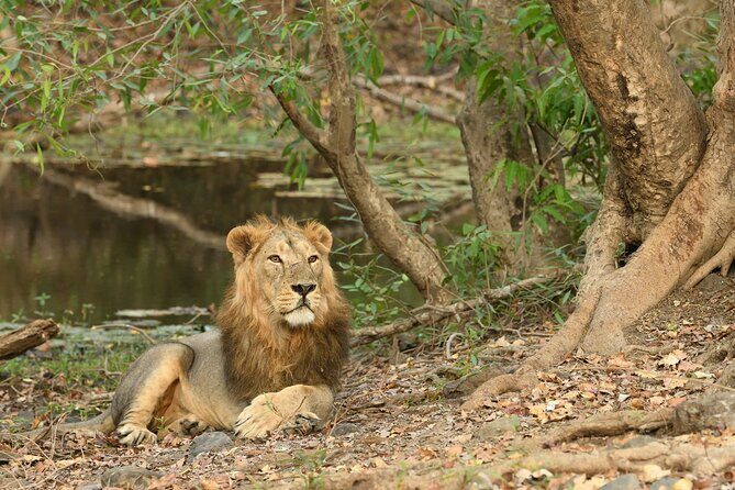 Sasan Gir Skip-the-Line Weekend Tour Package for 1 Night / 2 Days - The Experience: Authentic Encounters and Practical Comfort