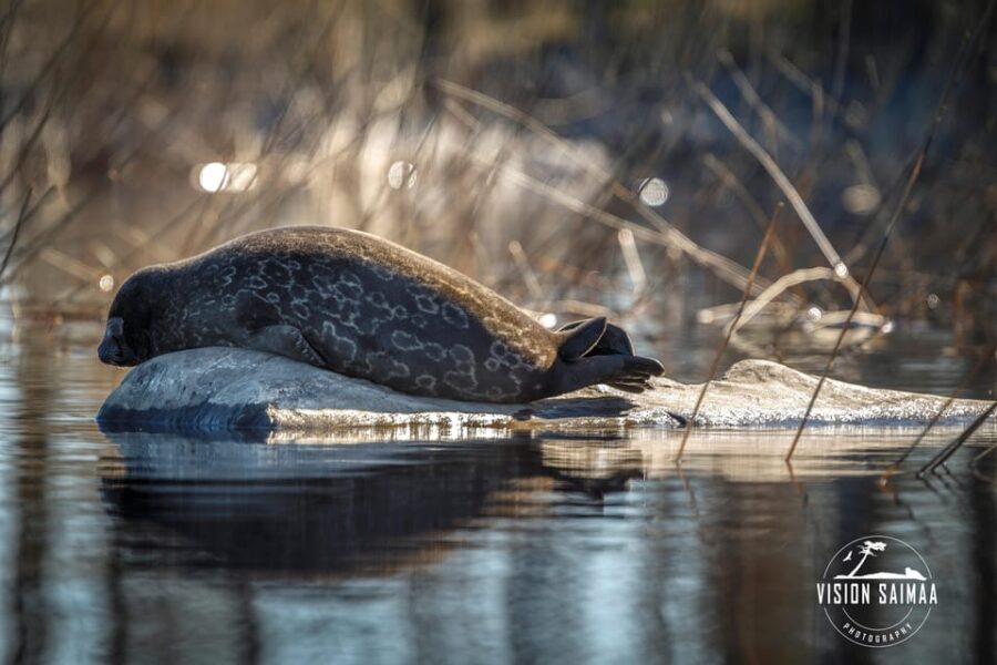 Savonlinna: Evening Photography Tour on lake Saimaa - The Value of the Experience