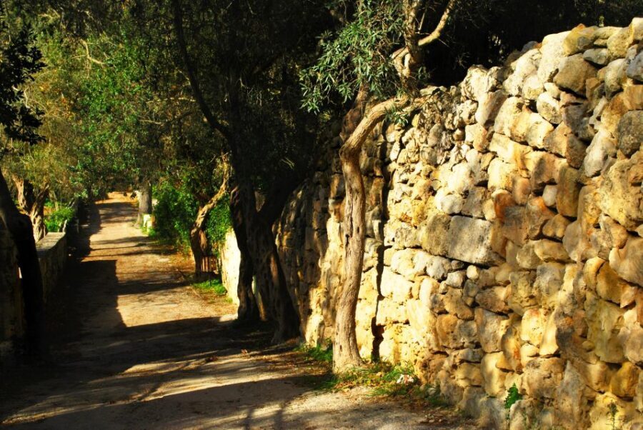Scenic Tour by Vintage Bus to Buskett Garden & Dingli Cliffs - A Detailed Look at the Tour