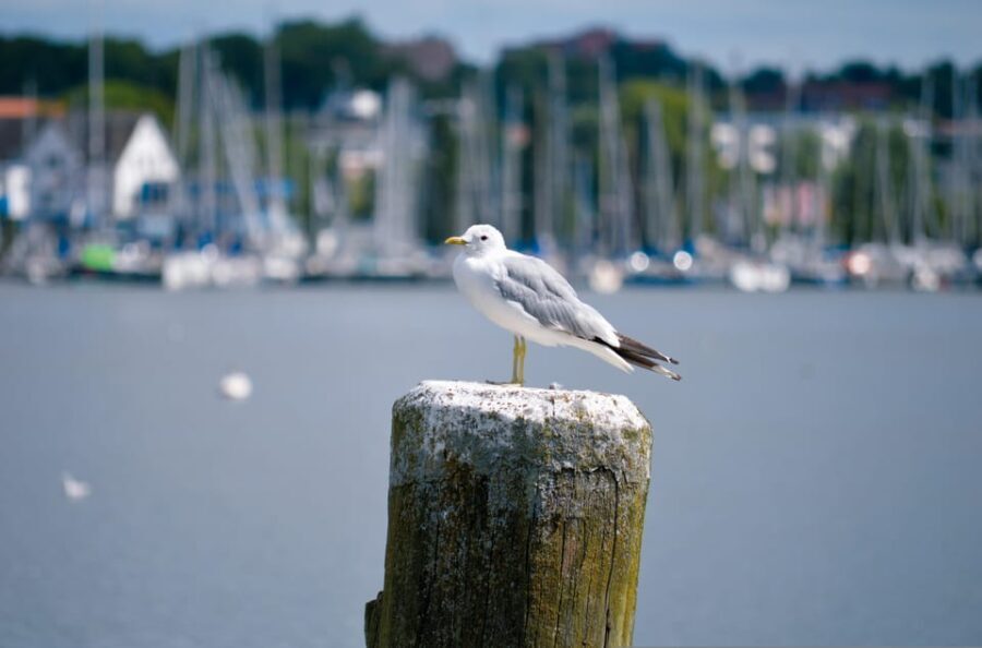 Schleswig: Highlights tour (cathedral, old town, Holm, city harbor) - Exploring the Itinerary in Detail