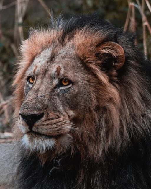 Schotia Private Game Reserve Safari - Who Will Love This Tour?