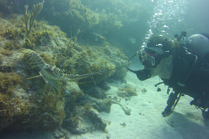 SCUBA Dive Key Largo Reef (min 6 divers) - A Closer Look at the Experience