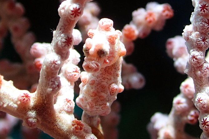 Scuba Diving at Gili Mimpang and Gili Tepekong - Exploring Bali’s Most Exciting Dive Sites: Gili Mimpang and Gili Tepekong