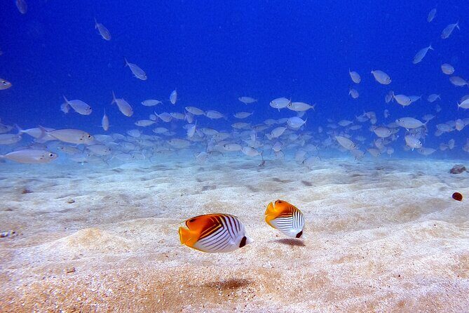 Scuba Diving in Maui with No Experience Needed - Who Will Love This Experience?