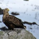 Sea Eagle/Nature Safari - The Sum Up