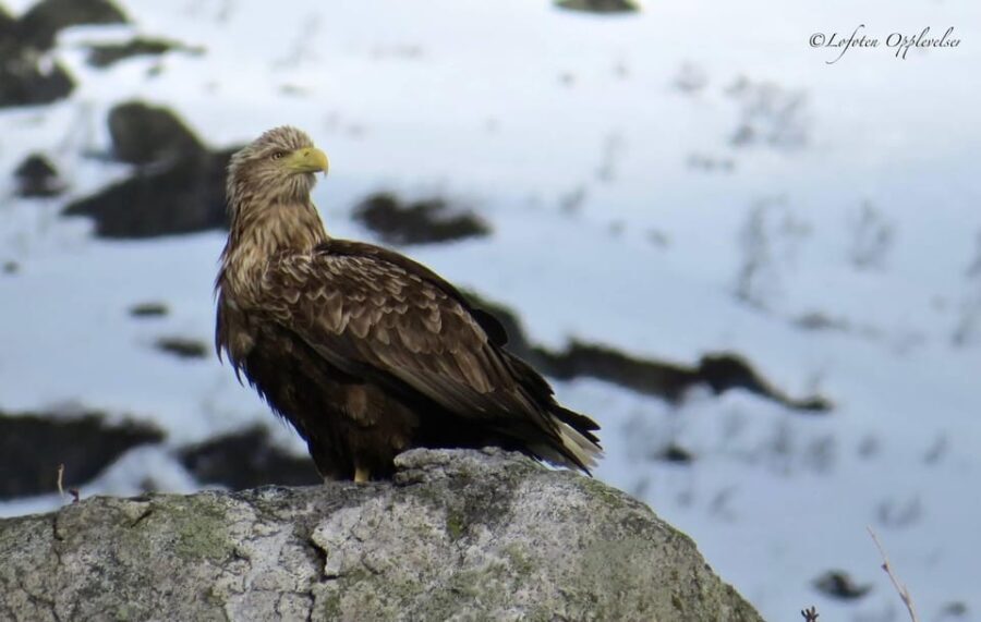 Sea Eagle/Nature Safari - The Sum Up