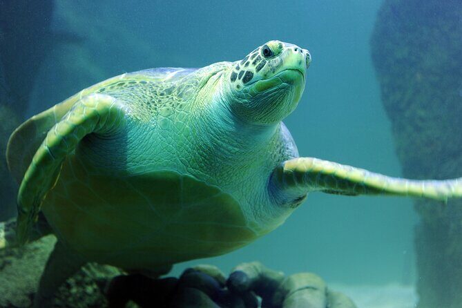 SEA LIFE Michigan Aquarium Admission Ticket - Detailed Breakdown of the Itinerary