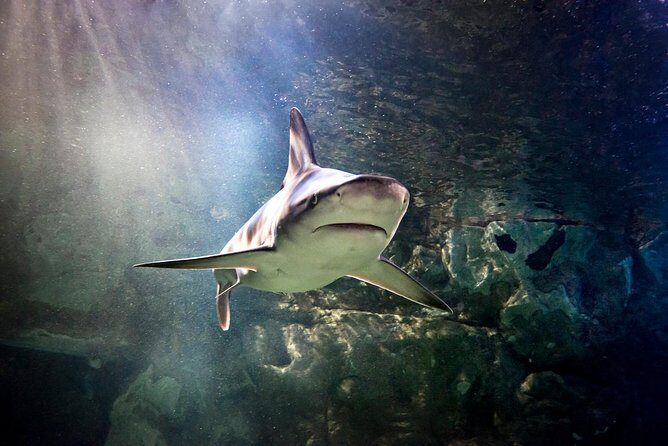 SEA LIFE San Antonio Admission Ticket - The Practicalities: Duration, Price, and Convenience