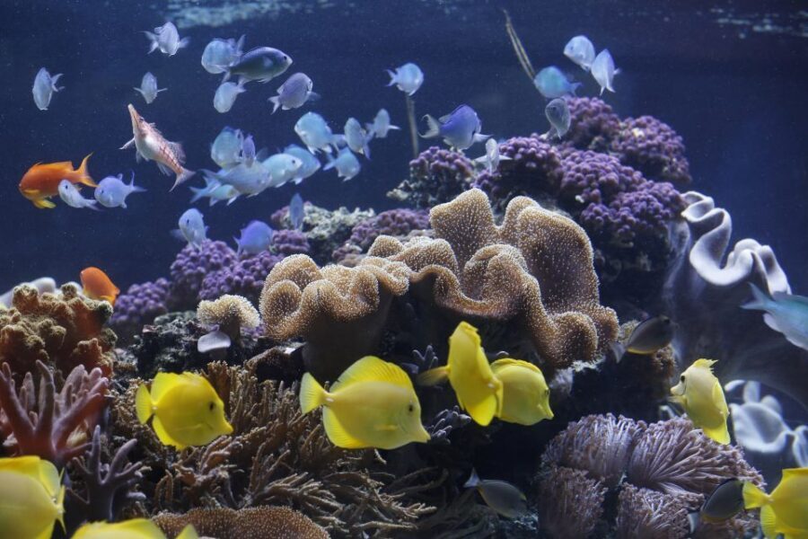 Sea Life Speyer Ticket - Who Will Love This Experience?