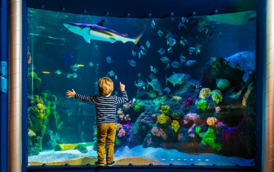SEA LIFE Timmendorfer Strand Ticket - The Sum Up
