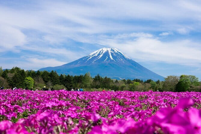 Season Special: Private Mt. Fuji Shibazakura Spring Tour - Detailed Itinerary Breakdown