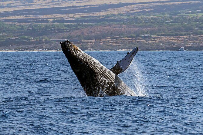 Seasonal Small-Group Humpback Whale Watching in Kona - FAQ