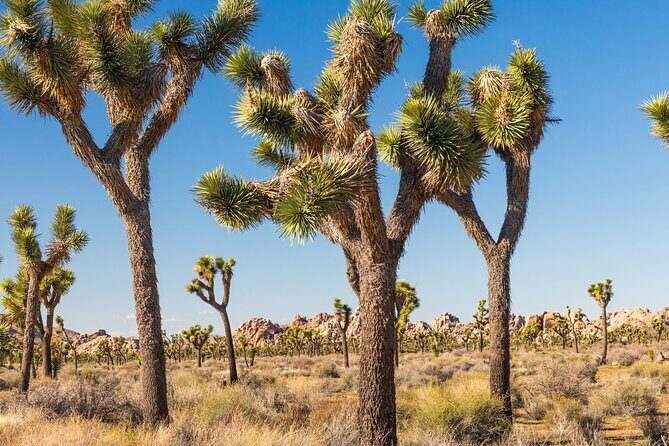 Self Guided Driving Audio Tour of Palm Springs - Who Will Love This Tour?