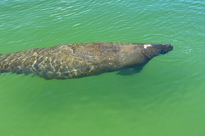 Self Guided Standup Paddle Board EcoTour -Bonita Springs - Who Should Consider This Tour?