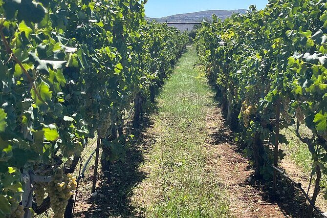 Semi-Private Wine Tour of 2 wineries with wine Tastings - What Makes This Tour Stand Out