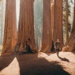 Sequoia Full Day Private Tour and Hike - Practical Tips for Travelers