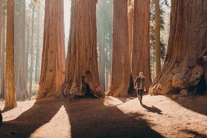 Sequoia Full Day Private Tour and Hike - Practical Tips for Travelers