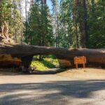 Sequoia National Park Private Tour - Pricing and Value