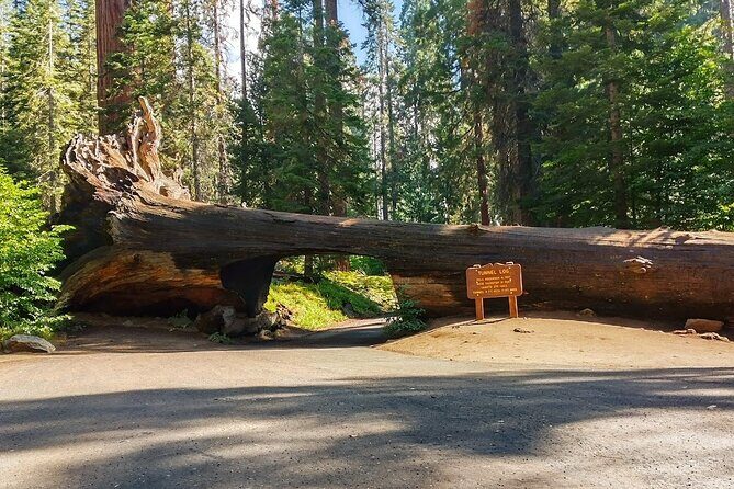 Sequoia National Park Private Tour - Pricing and Value