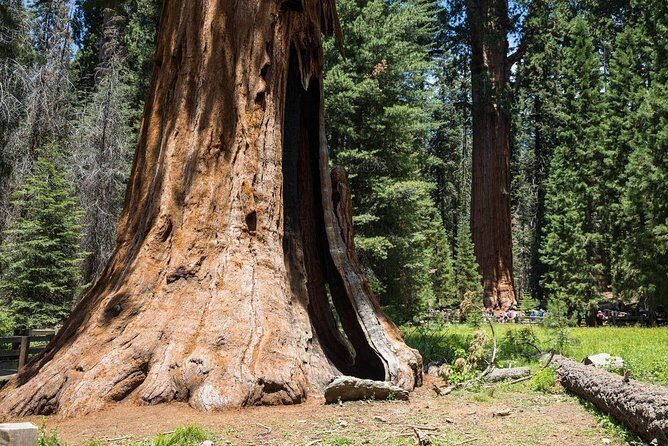 Sequoia Park Private Tour - Why This Tour Adds Value