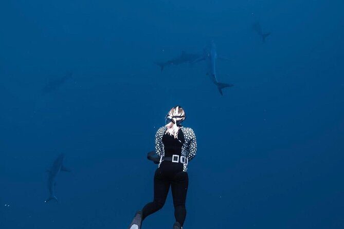 Shark Diving and Snorkeling in Oahu Hawaii - What Makes It Stand Out: Highlights and Unique Features