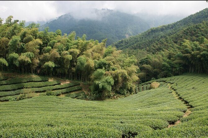 Shiding Tea Township: Half-Day chartered Tour from Taipei - Practical Details: What to Expect