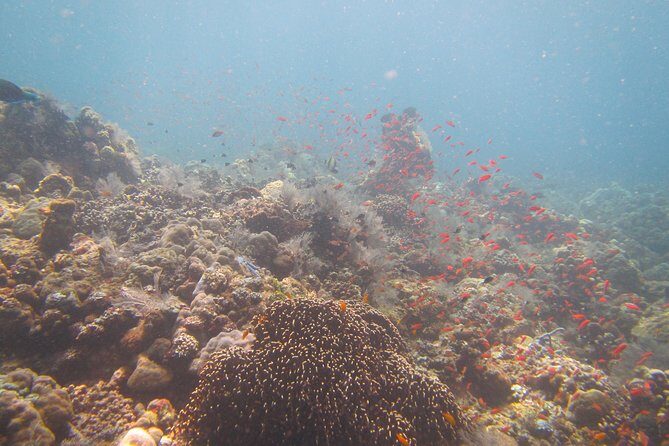 Shipwreck Snorkelling in Tulamben - Authentic Marine Encounters & Guide Insights
