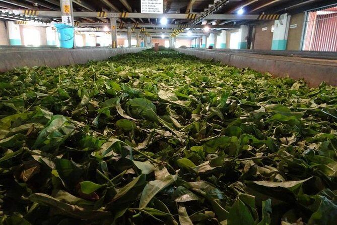 Shore Excursion Colombo Port to Kandy & Tea Factory - Practical Details and What to Expect