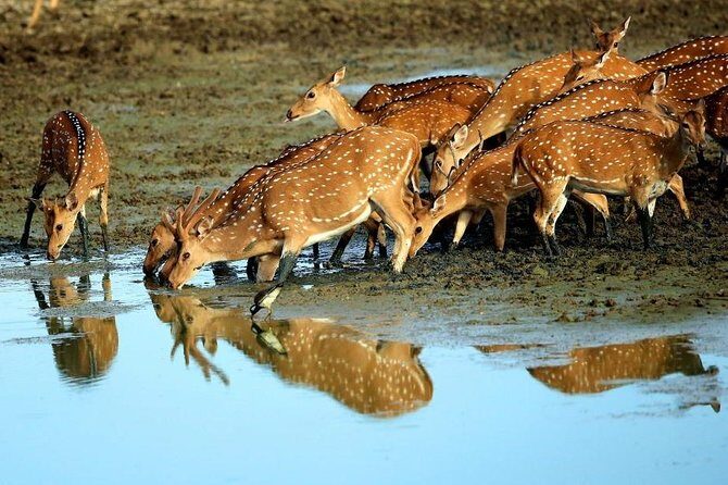 Shore Excursion Hambantota Port to Yala Safari and Come back(All Inclusive) - The Good, the Bad, and the Real