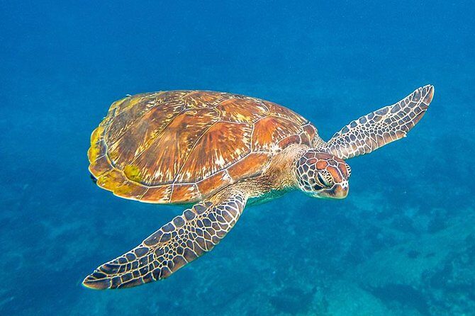 Similan Islands One Day Tour From Khao Lak - The Realities of the Experience