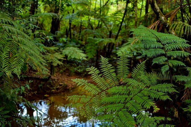 Sinharaja Rain Forest Day Tour From Colombo - Deep Dive into the Itinerary