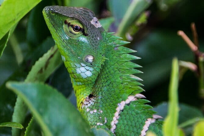 Sinharaja Rainforest Trekking All Inclusive Tour from Hambantota - What Makes This Tour Stand Out?