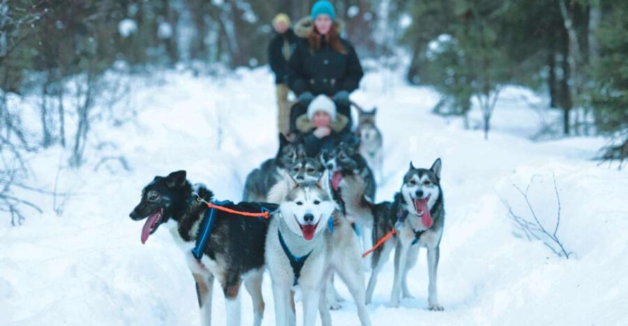 Sirkka: Husky Sled Ride in Levi - Analyzing the Value