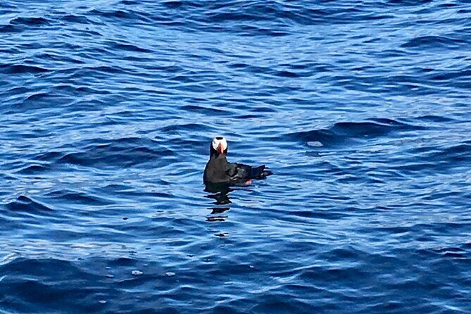Sitka Sea Birds & Marine Life Private Charter Scenic Eco-Tour - The Scenic Beauty of Sitka Sound and Surrounding Islands