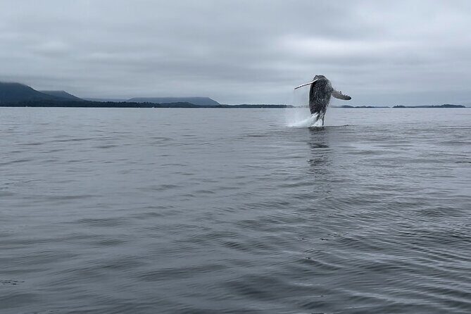 Sitkas Private Wildlife Whale Adventure for 6 w/Transportation - Authentic Encounters and Real Traveler Insights